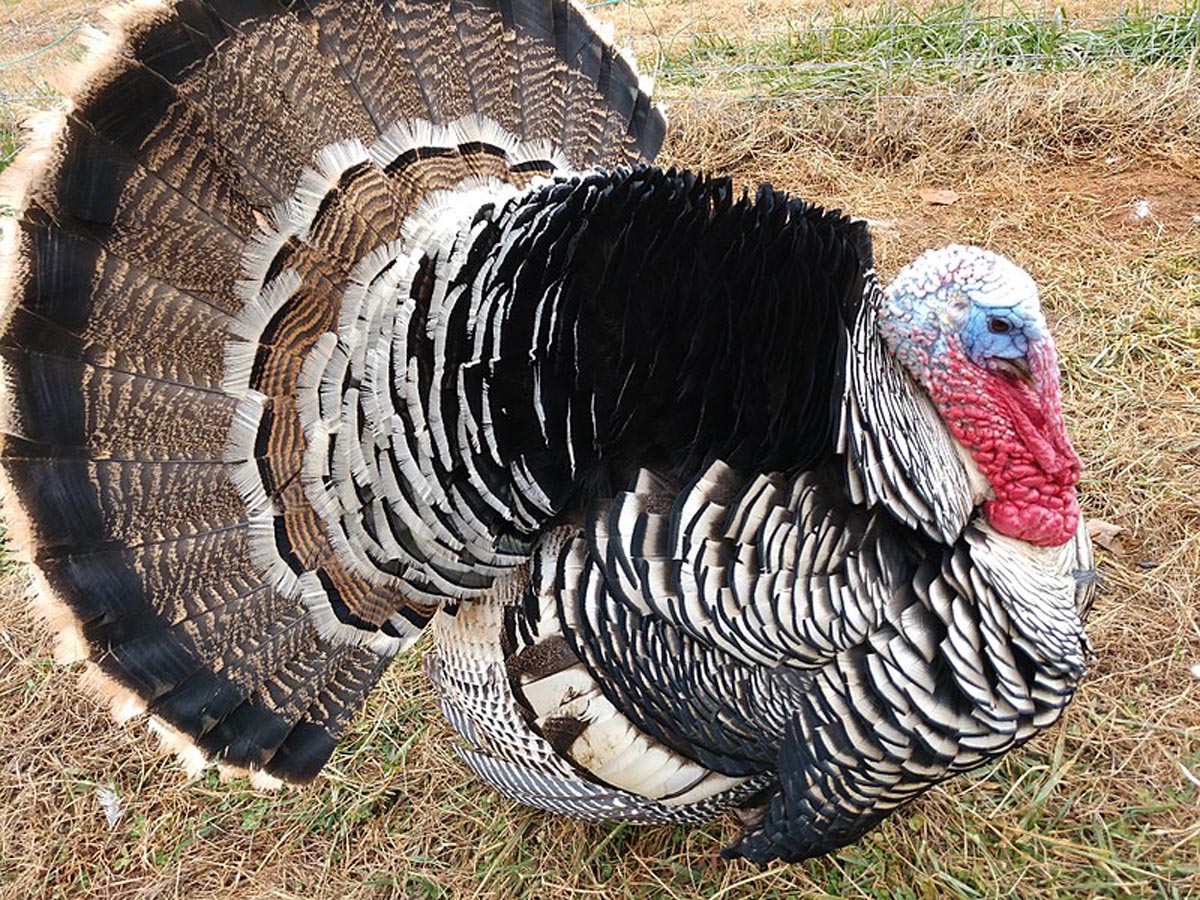How the Turkey got its name - Asia Trend