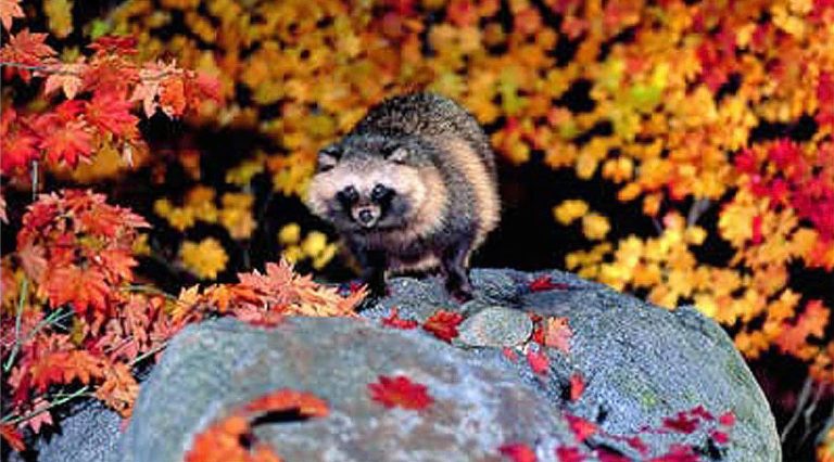 What is the Myths and Folklore of Tanuki? - Asia Trend