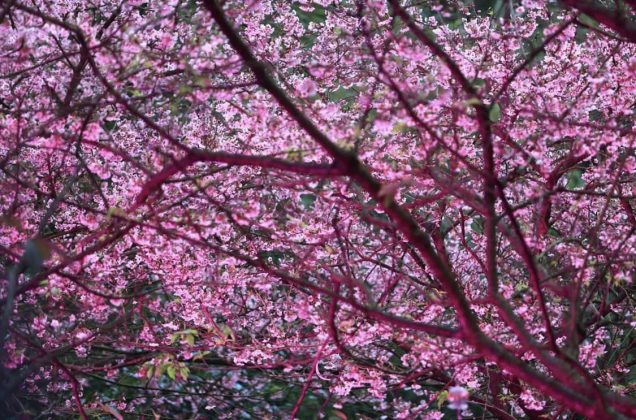 Best Place to see Cherry Blossom in TAIWAN - Asia Trend