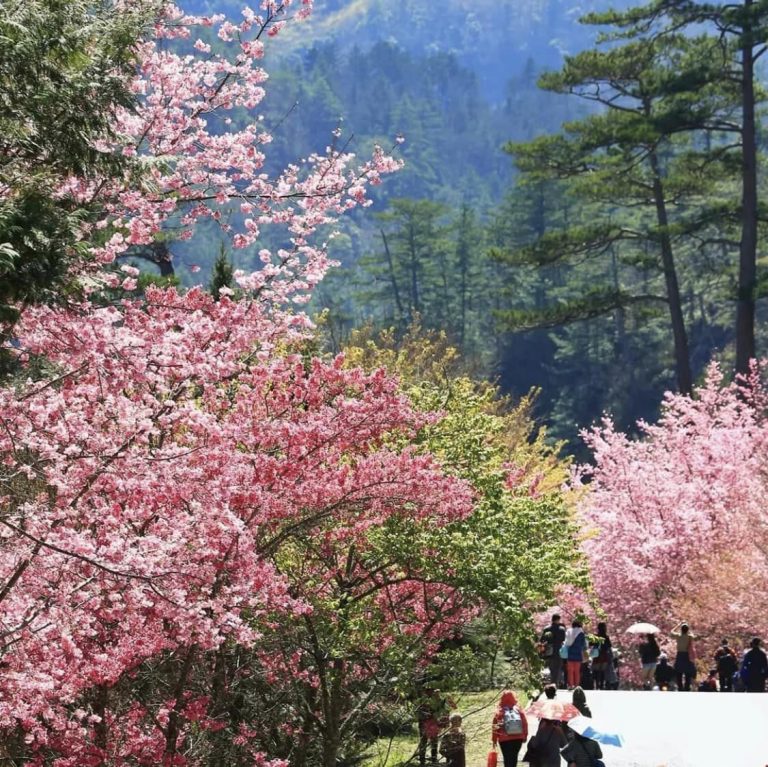 Best Place to see Cherry Blossom in TAIWAN - Asia Trend